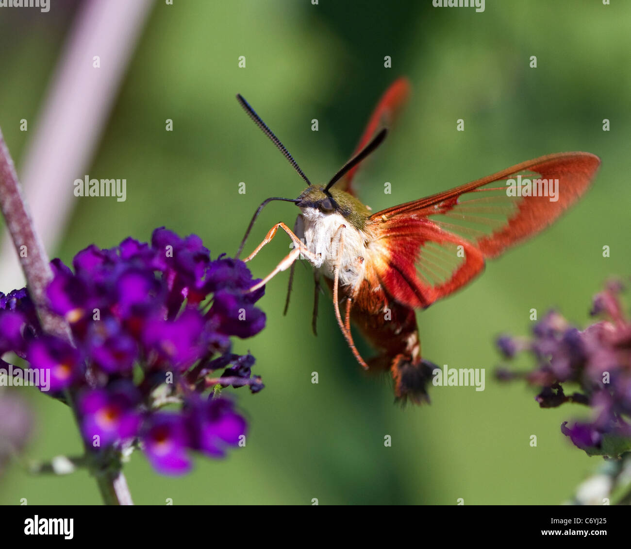 Clearwing hummingbird moth Banque de photographies et d’images à haute ...