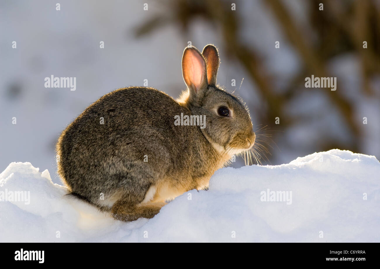 Lapin d'hiver Banque de photographies et d’images à haute résolution - Alamy