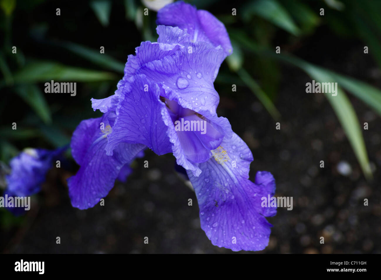 Iris bleu unique Banque de photographies et d’images à haute résolution ...