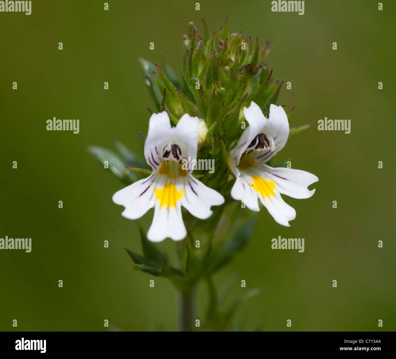 Euphrasia officinalis Banque de photographies et d’images à haute ...