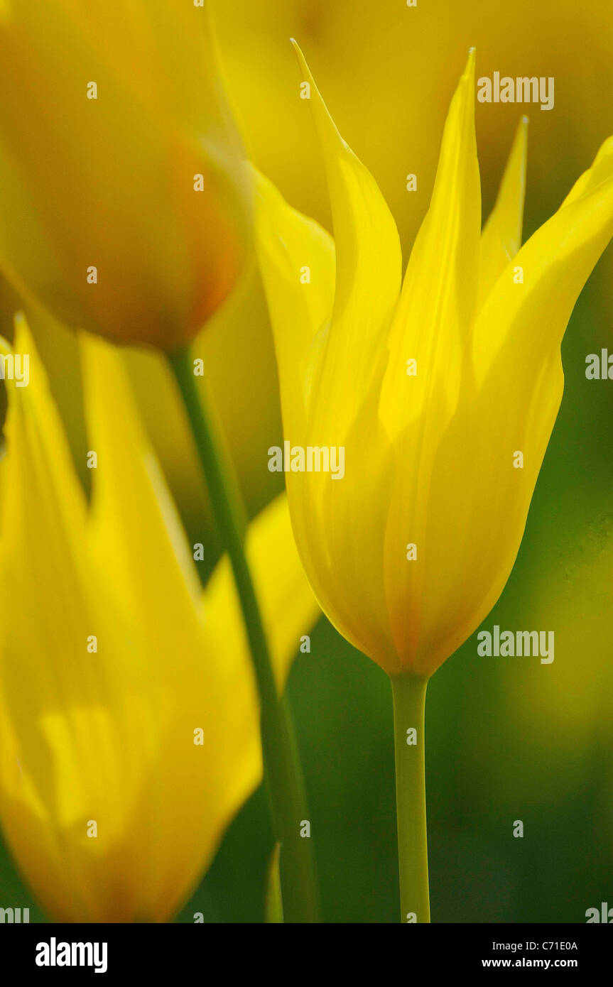Fleur De Tulipe Soleil Jaune Banque d'image et photos - Alamy