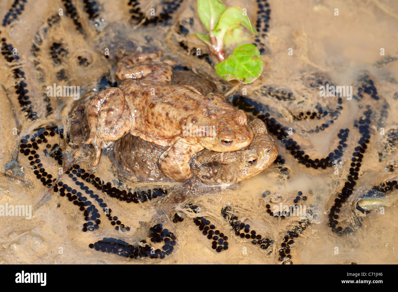 Accouplement de crapauds Banque de photographies et d’images à haute ...