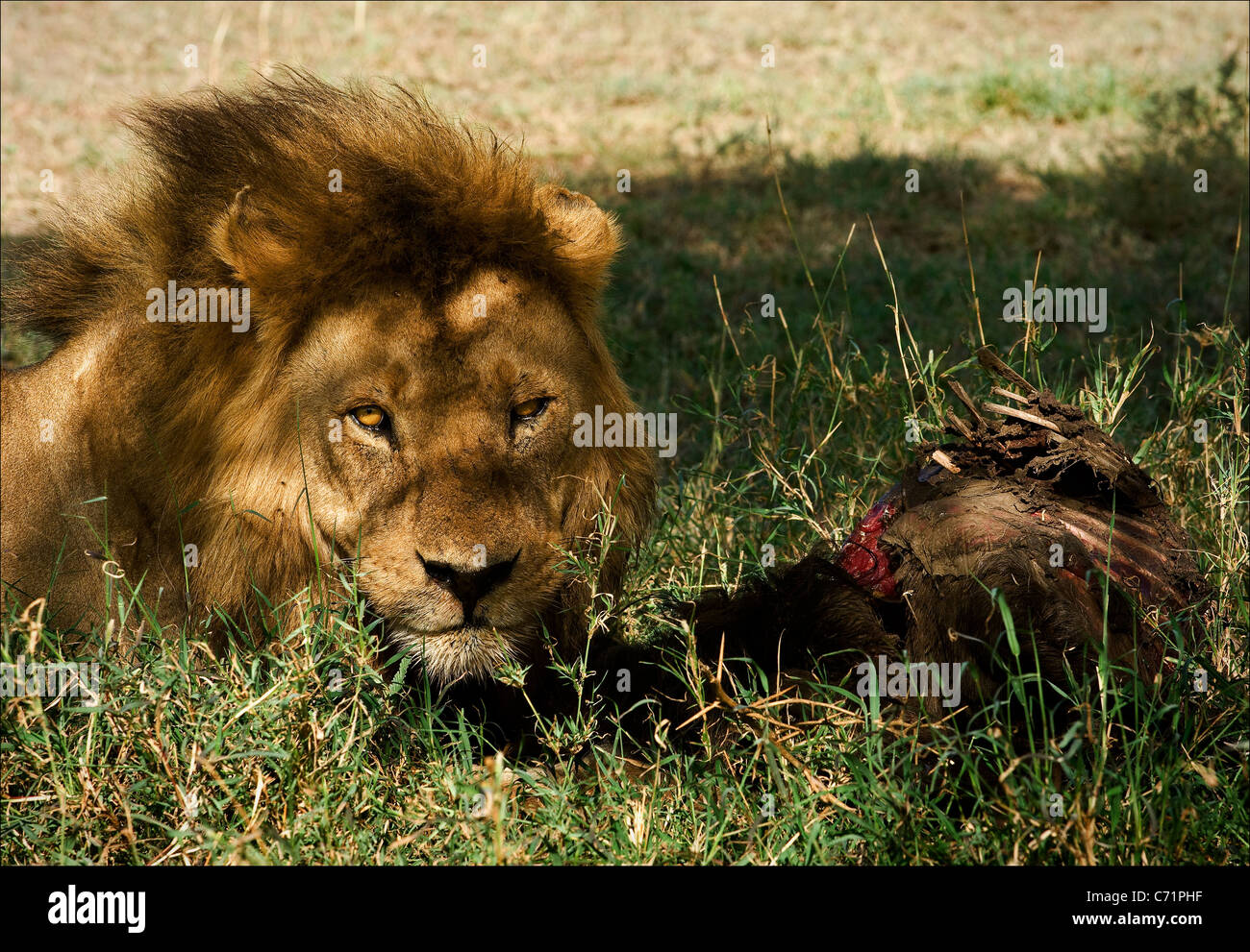 Lion proie Banque de photographies et d’images à haute résolution - Alamy
