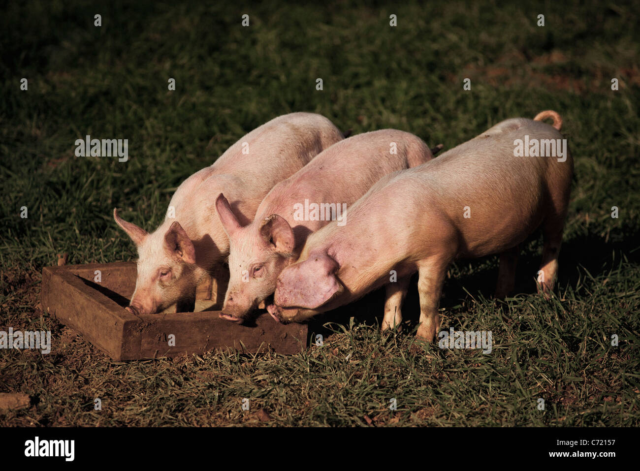 Cochon En Train De Manger Banque d'image et photos - Alamy
