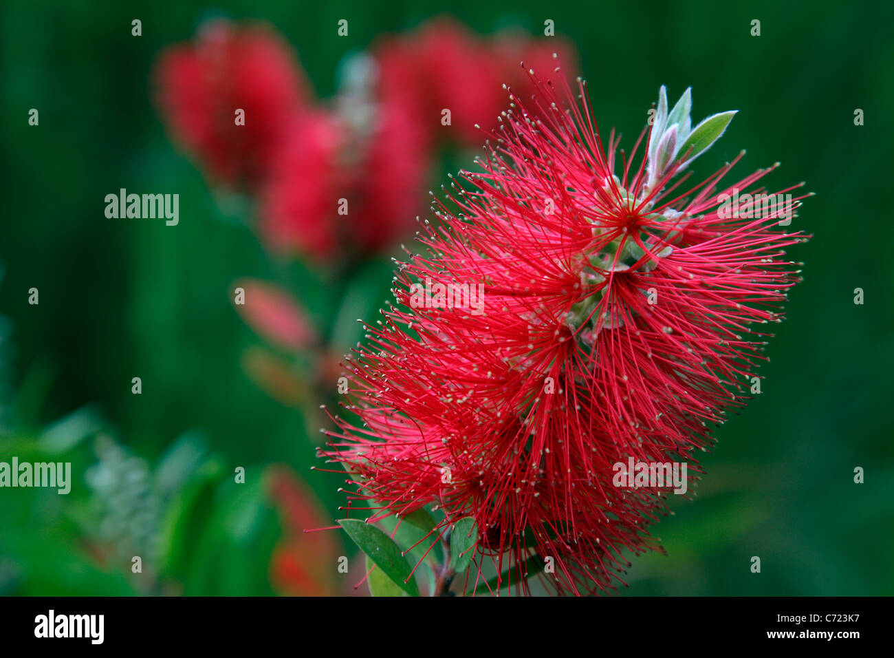 Callistemon splendens Banque de photographies et d’images à haute ...