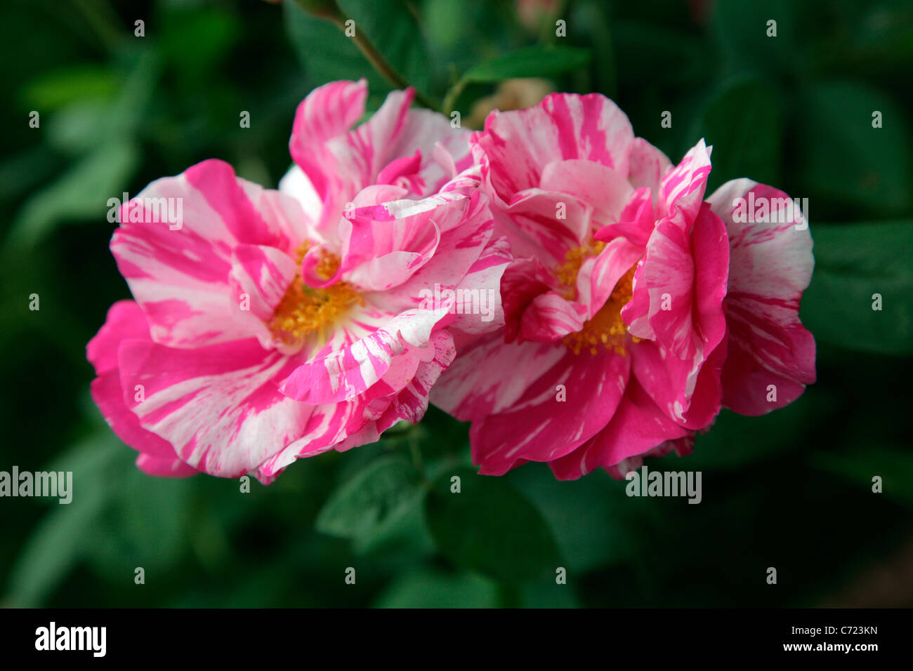 Rosa gallica versicolor Banque de photographies et d’images à haute ...