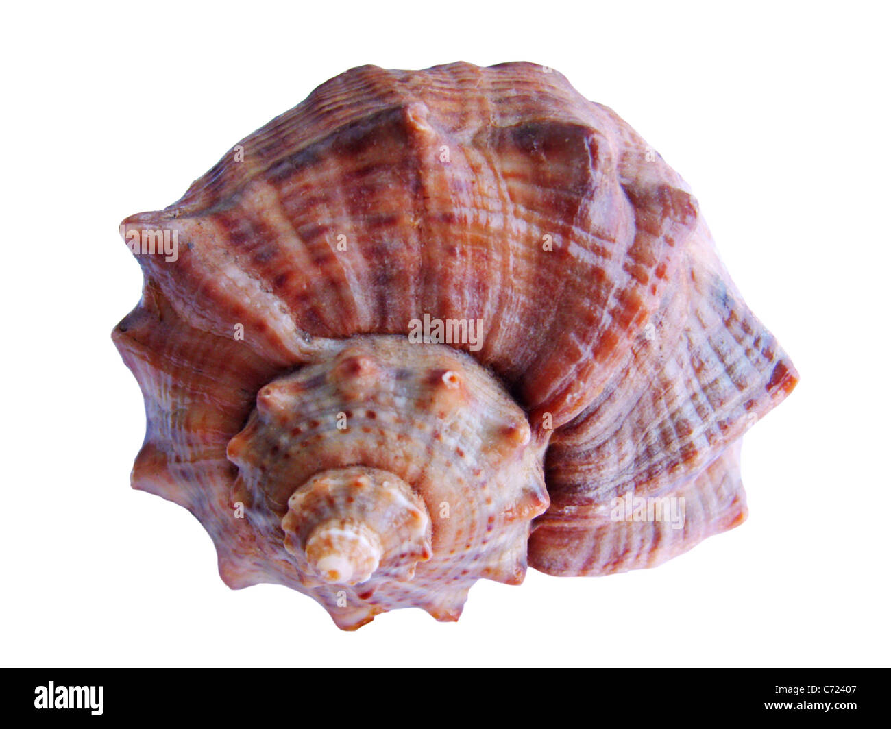 Coquillages de bord de mer Banque d'images détourées - Alamy