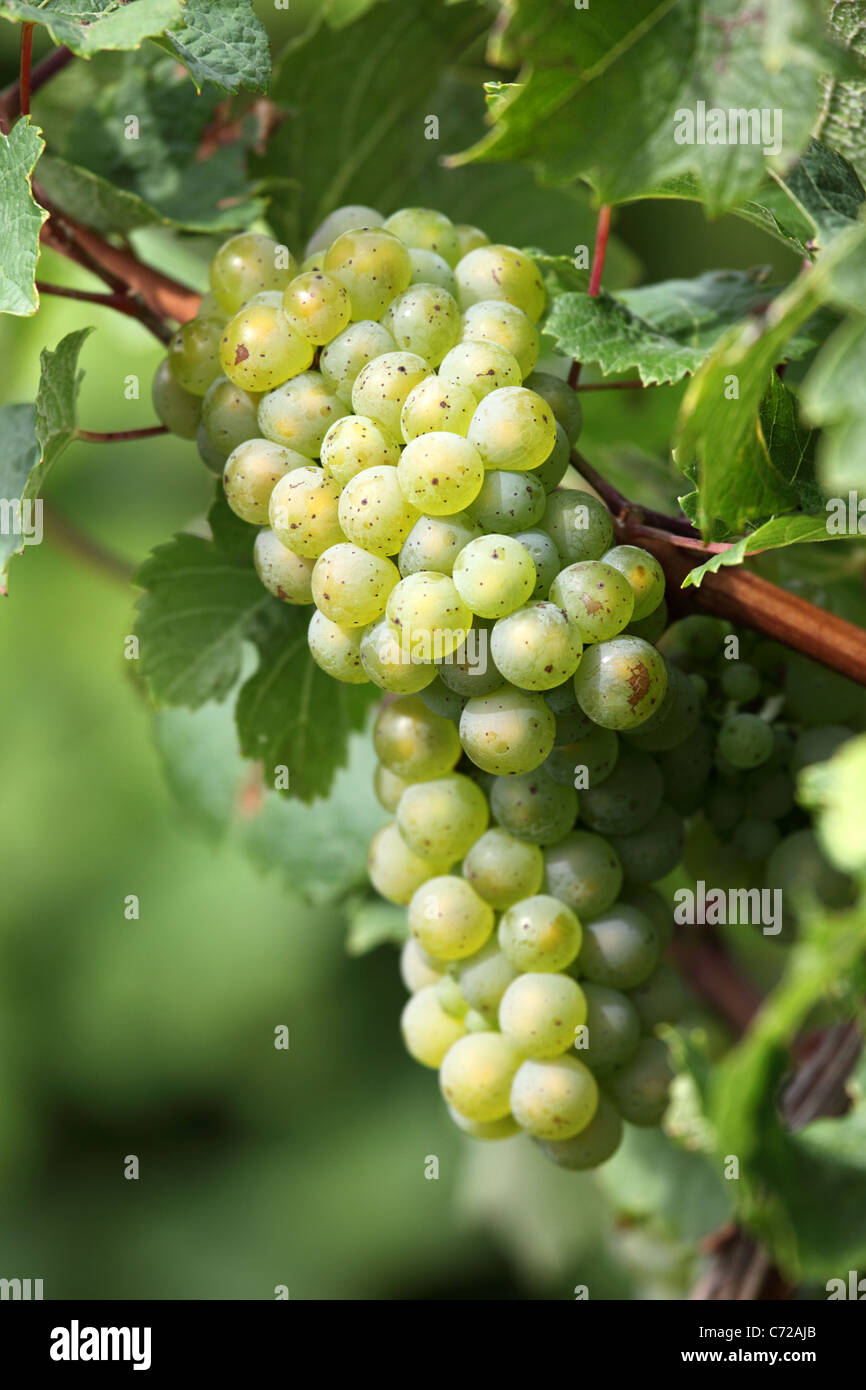 Raisin vert Banque de photographies et d’images à haute résolution - Alamy