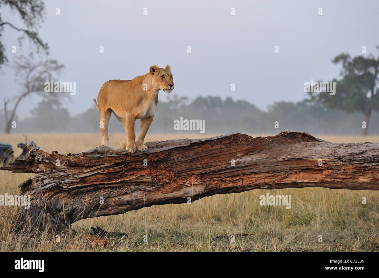 East African Lion - Massai lion (Panthera leo) nubica lionne debout sur ...