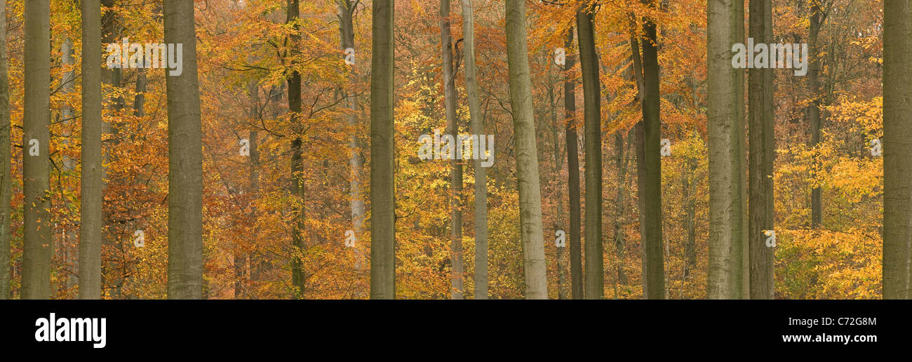 Vue panoramique d'une forêt de feuillus (forêt de Soignes) en automne ...