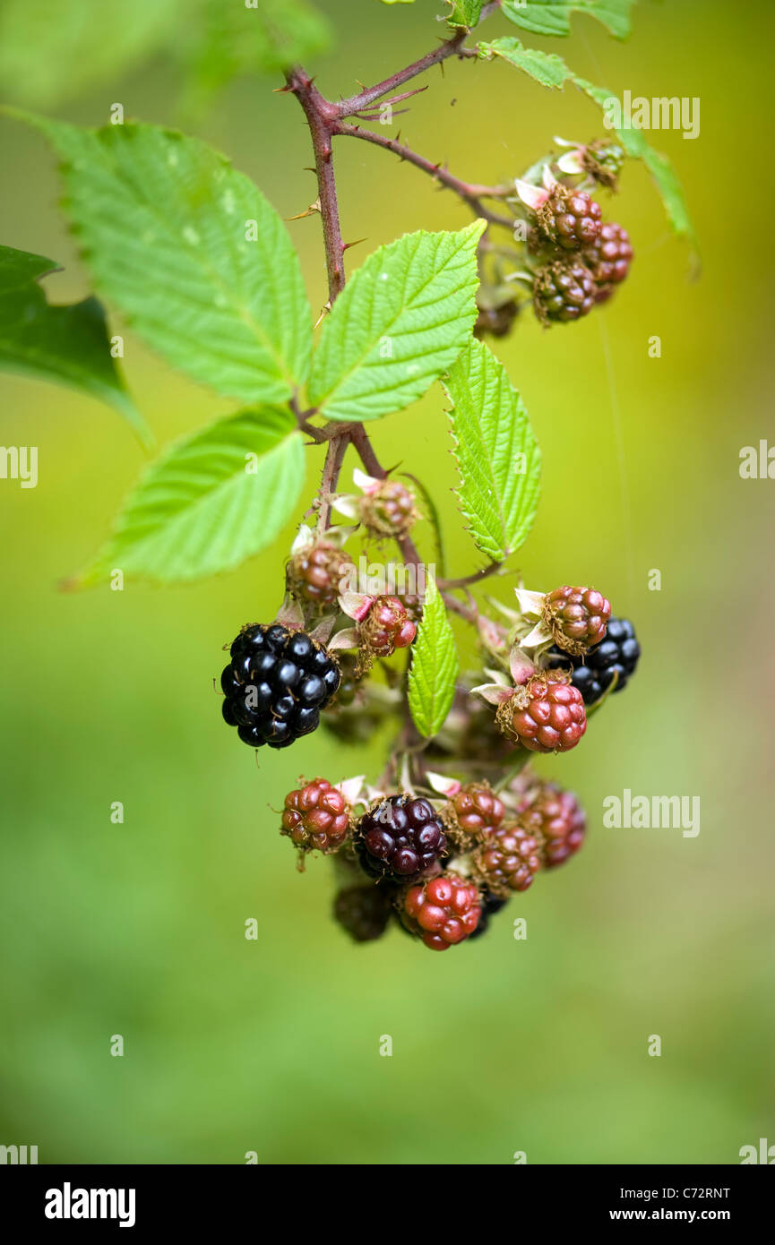 Épines Et Fruits Banque d'image et photos - Alamy