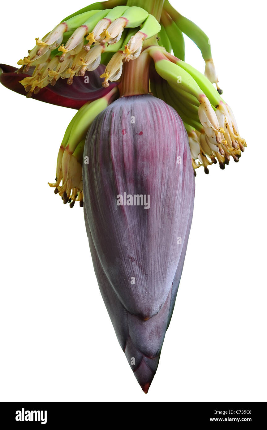 Banana flower and fruit Banque de photographies et d’images à haute ...