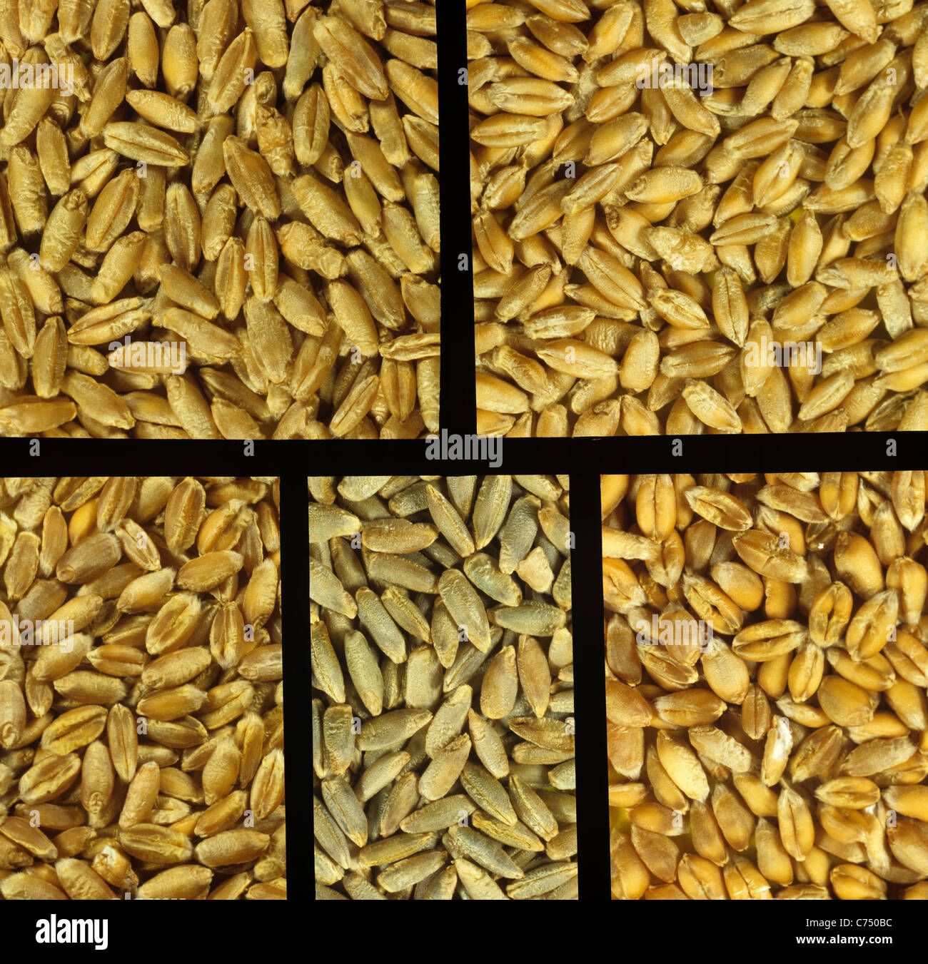 Triticale, seigle et blé céréales Photo Stock - Alamy