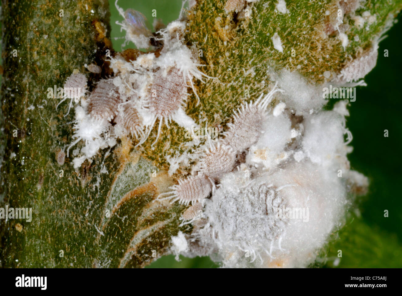 Cochenilles farineuses pseudococcidae Banque de photographies et d ...