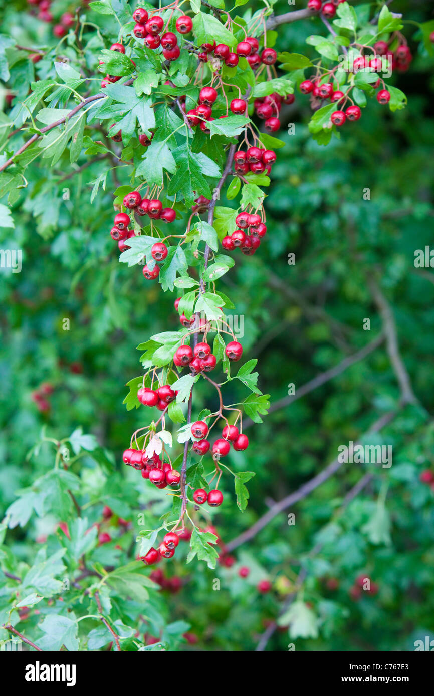 Crataegus monogyna Banque de photographies et d’images à haute ...
