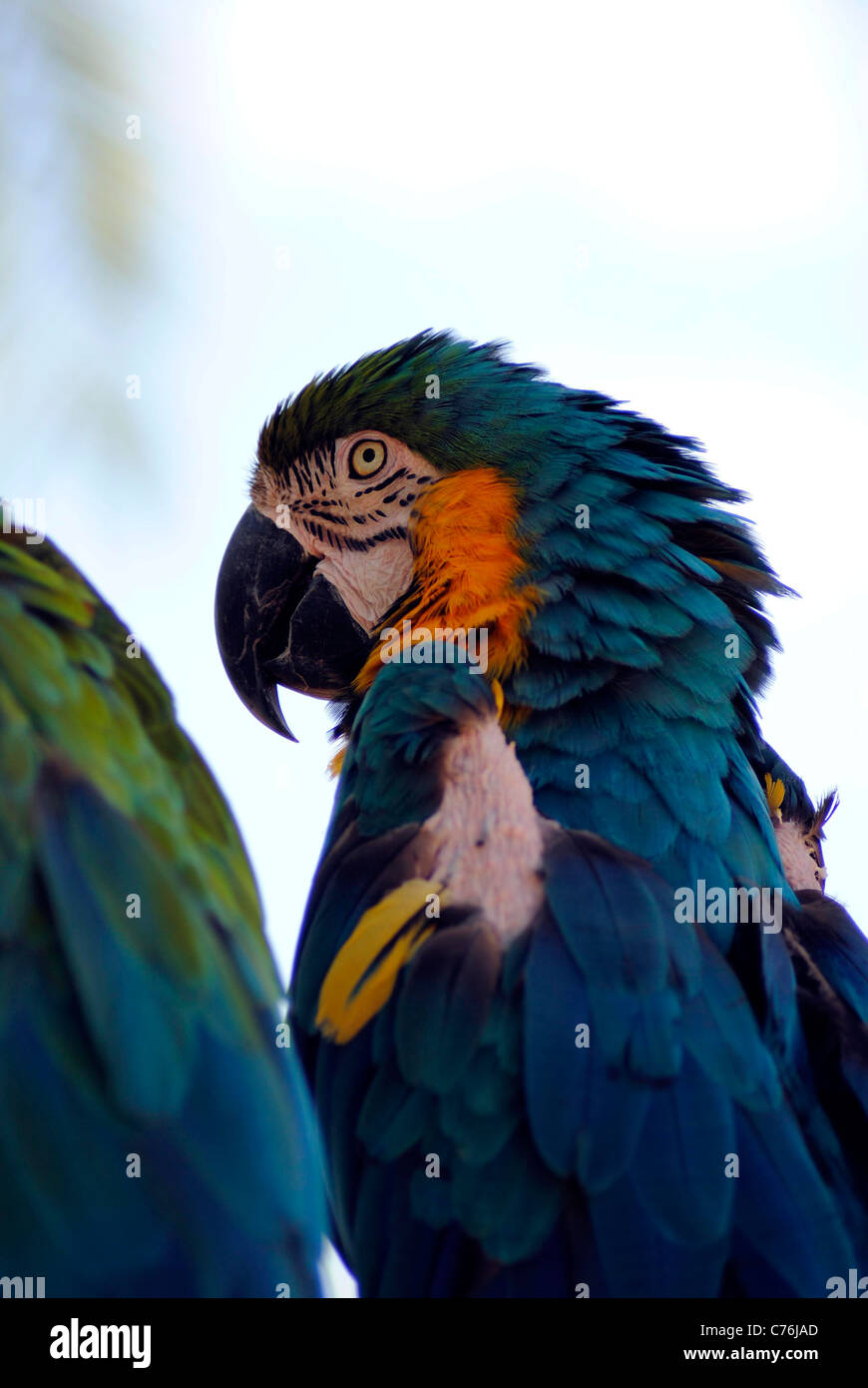 Ara ararauna ara ararauna bleu et jaune Banque de photographies et d ...