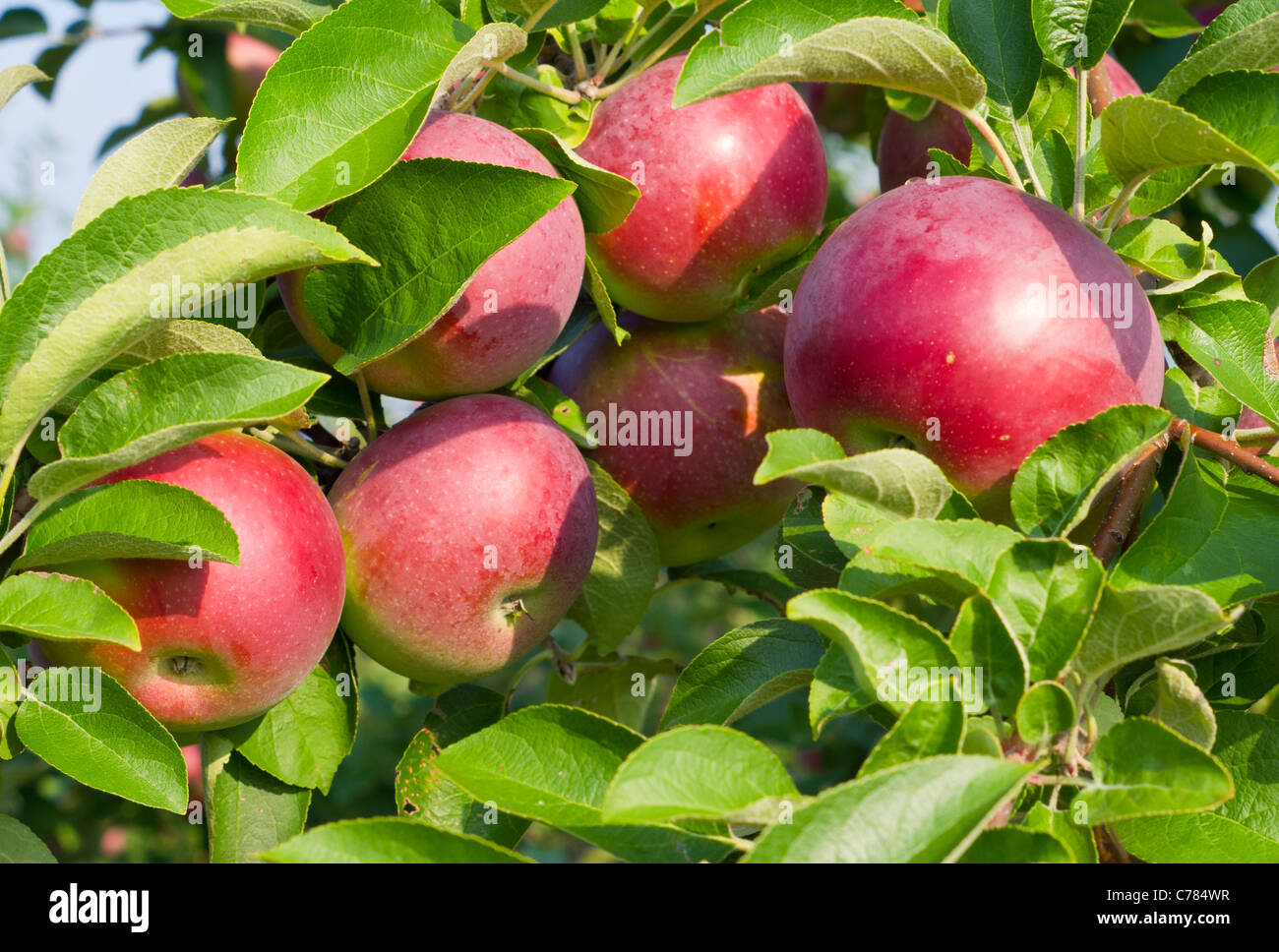 Pommes sur les arbres Banque de photographies et d’images à haute ...
