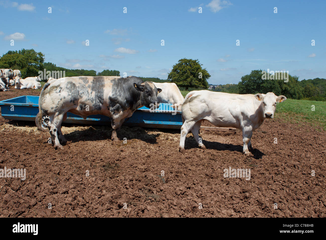Race blanc bleu belge Banque de photographies et d’images à haute résolution - Alamy