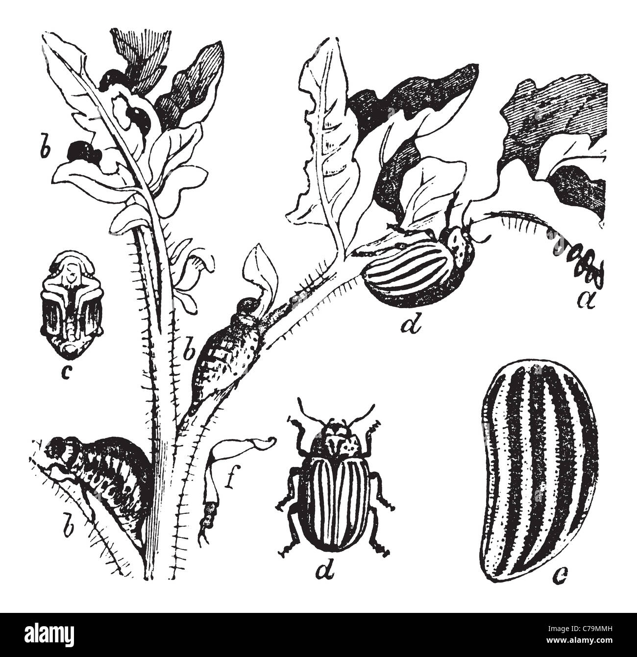 Doryphore le doryphore de la pomme de terre, la gravure d'époque ...