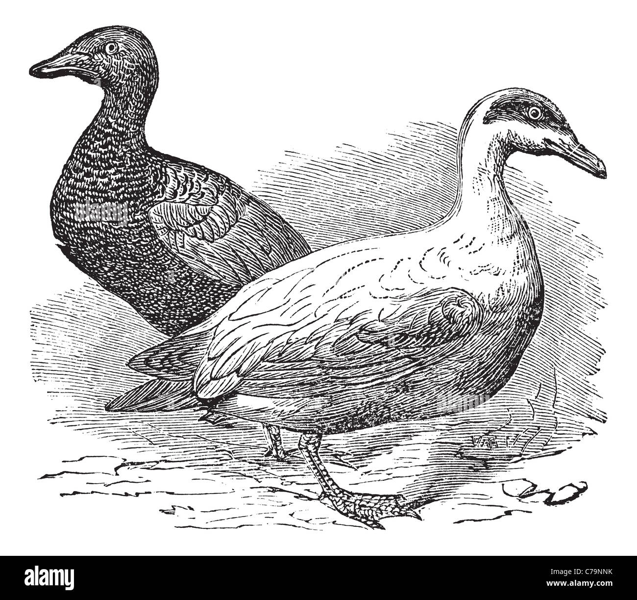 Canard eider femelle Banque d'images détourées - Alamy