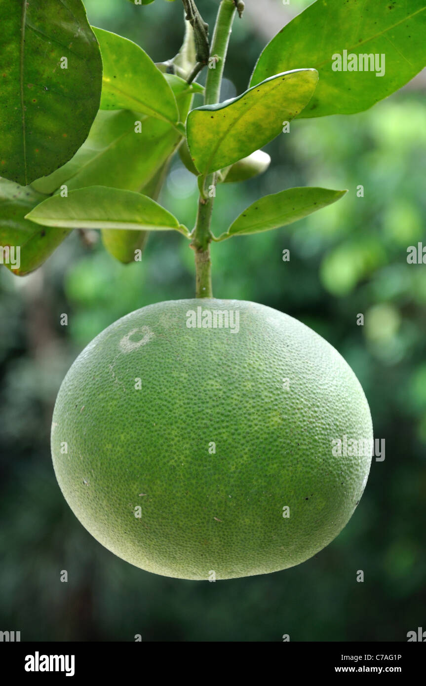 Pomelo vert Banque de photographies et d’images à haute résolution - Alamy
