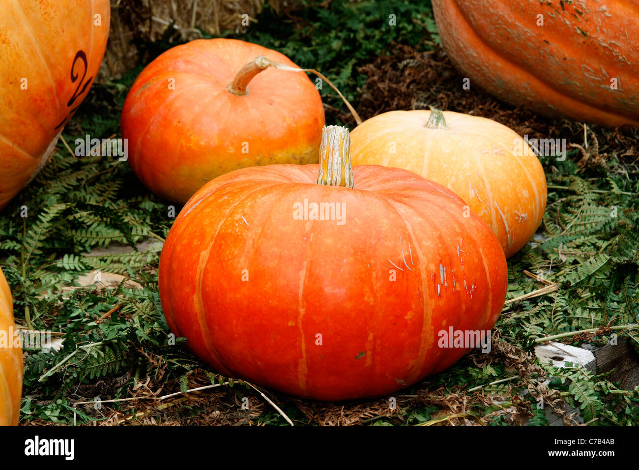Potiron rouge detampes Banque de photographies et d’images à haute ...