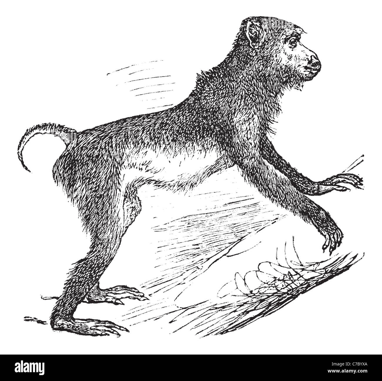 Dessin de macaque Banque de photographies et d’images à haute ...