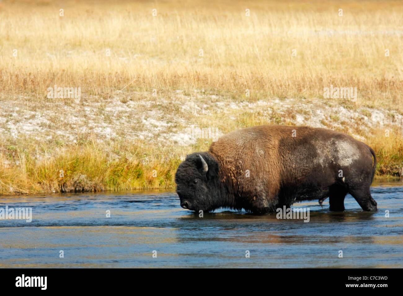 Bison dans la rivière Banque de photographies et d’images à haute ...