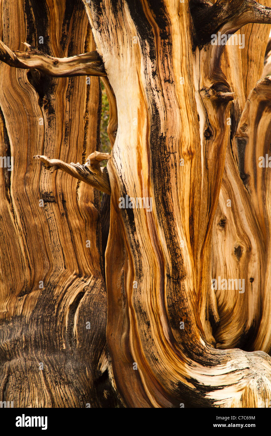 Arbre tordu en formes Banque de photographies et d’images à haute ...