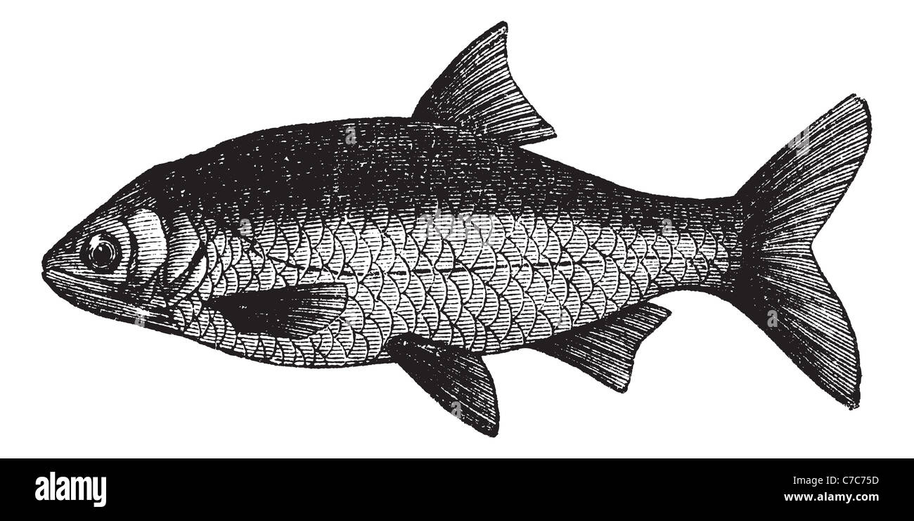 Rutilus rutilus fish Banque de photographies et d’images à haute ...