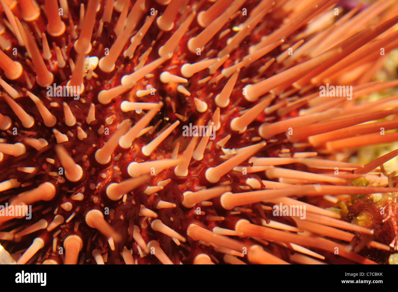 Oursin comestible Banque de photographies et d’images à haute ...