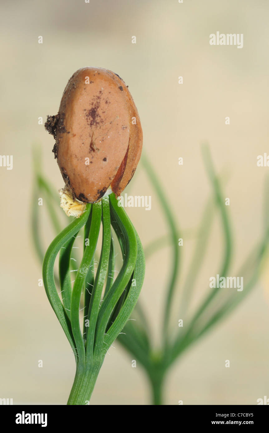 La germination des noix de pin (Pinus pinea Photo Stock - Alamy