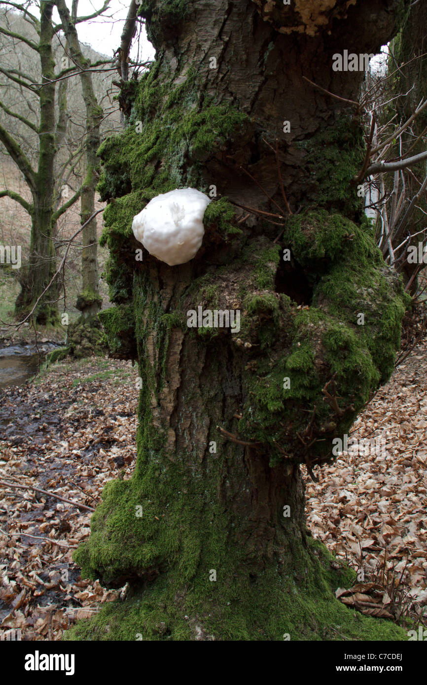 Enteridium lycoperdon Banque de photographies et d’images à haute ...