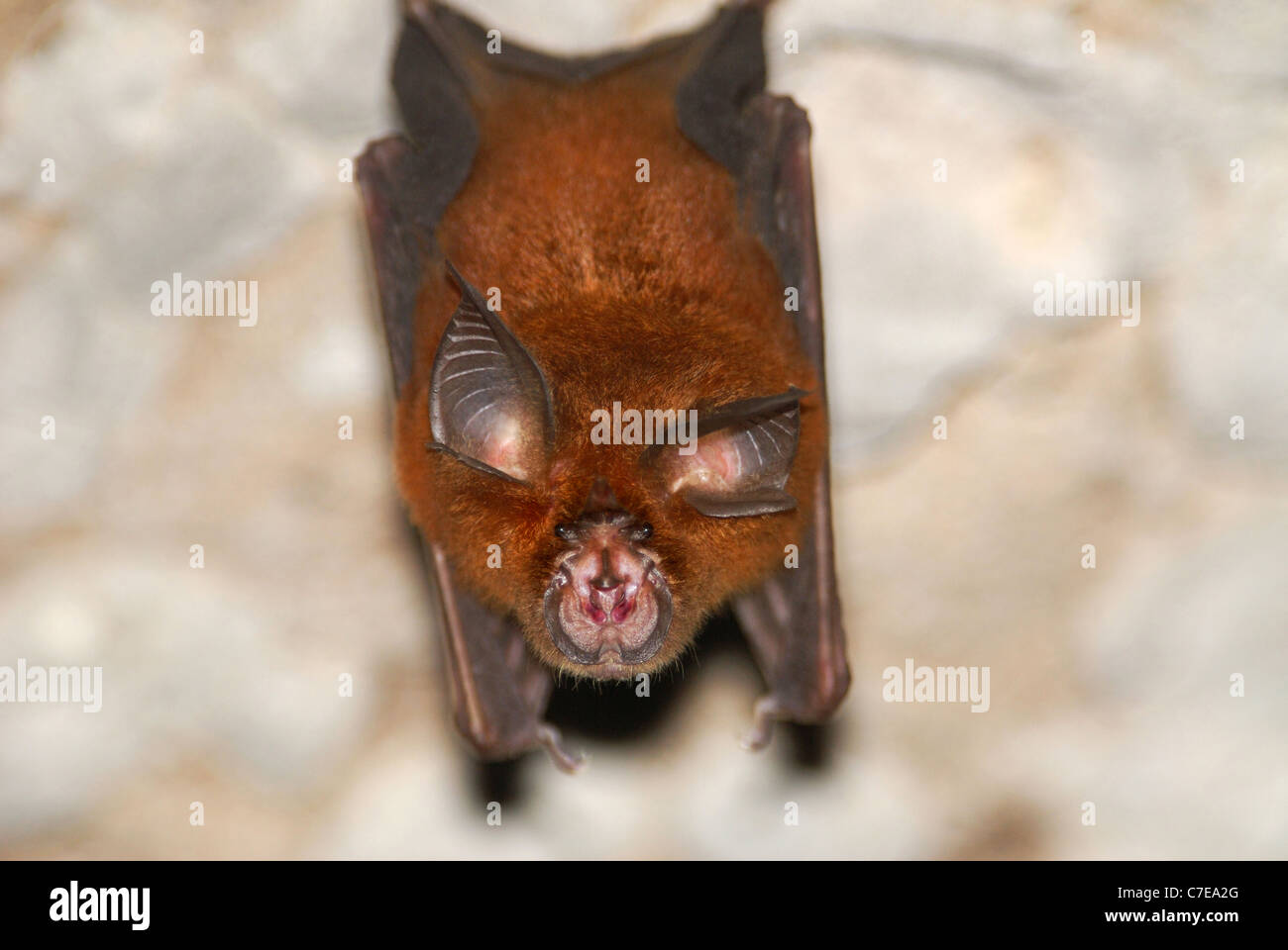 Rhinolophus sp Banque de photographies et d’images à haute résolution ...