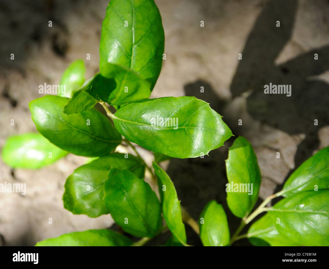 Le chêne-liège, Quercus suber, feuilles Photo Stock - Alamy