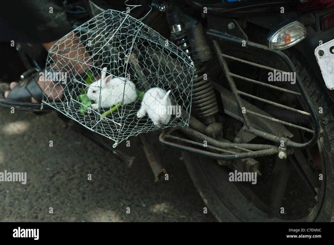 Rabbits in cage Banque de photographies et d’images à haute résolution ...