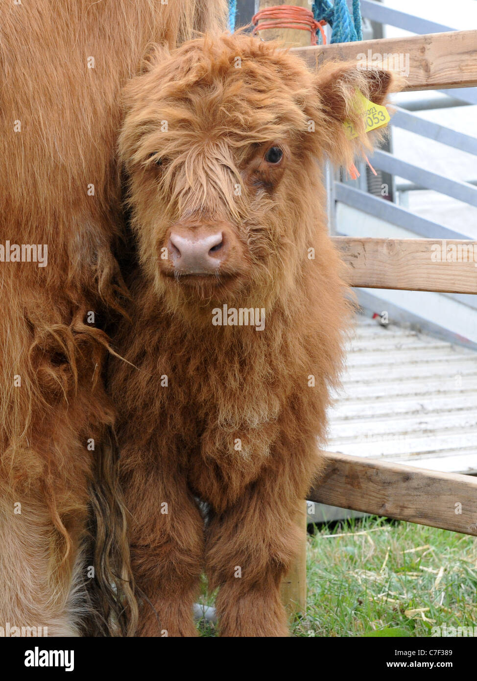 Baby highland cow Banque de photographies et d’images à haute ...