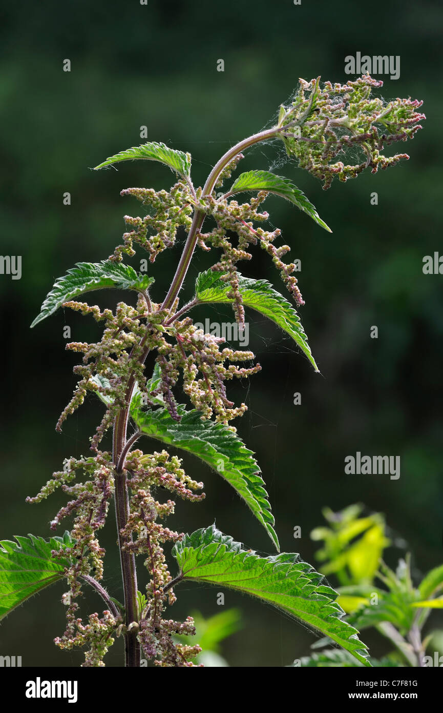 Ortie Urtica Dioica Banque d'image et photos - Alamy