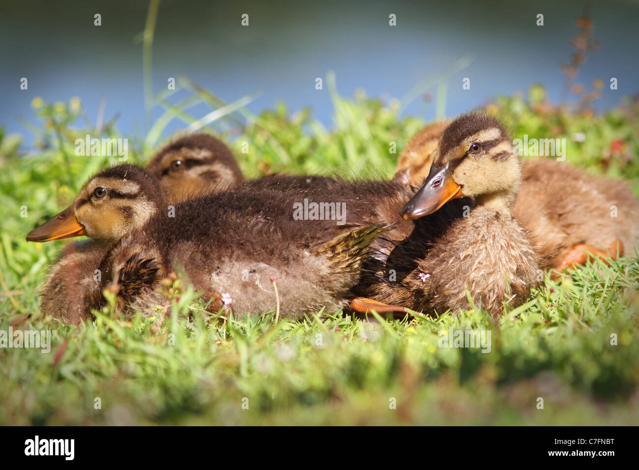 Maman Canard Avec Des Canetons Banque De Photographies Et Dimages à