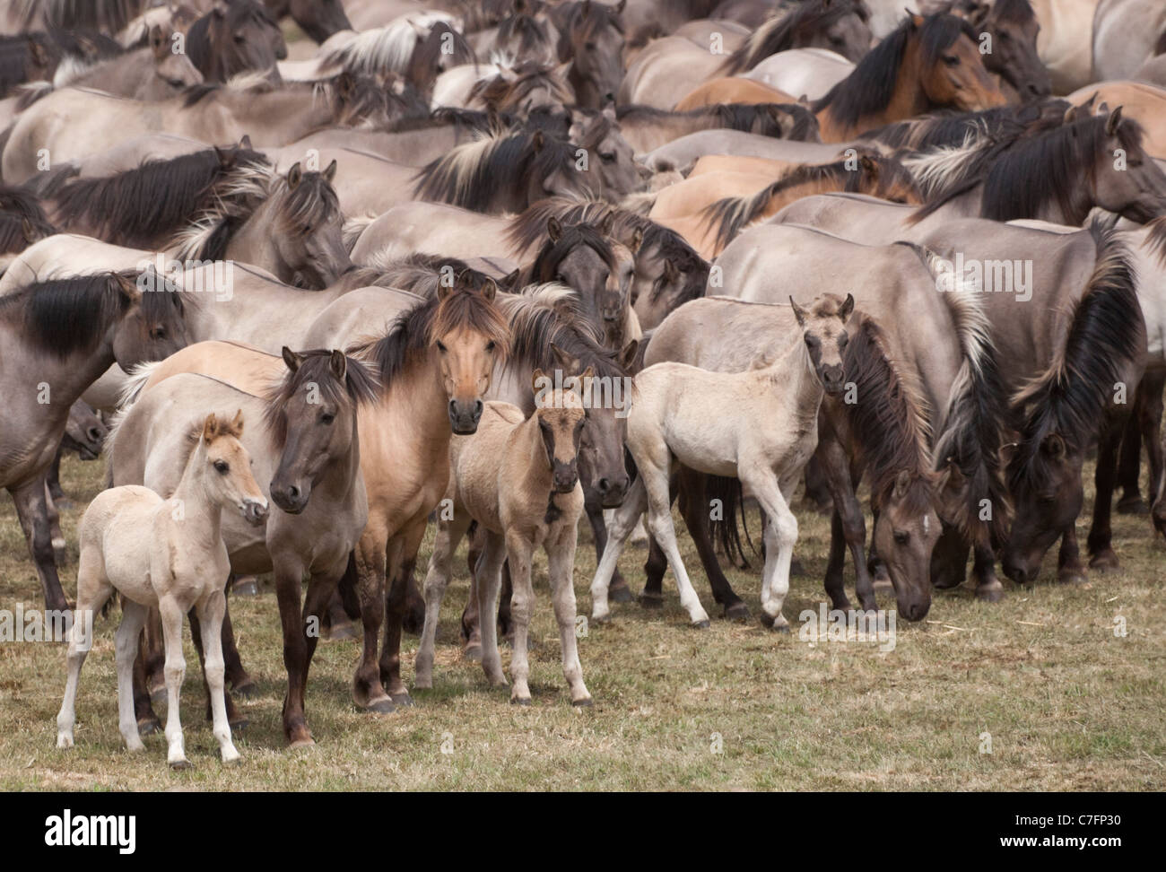 Dulmen pony Banque de photographies et d’images à haute résolution - Alamy