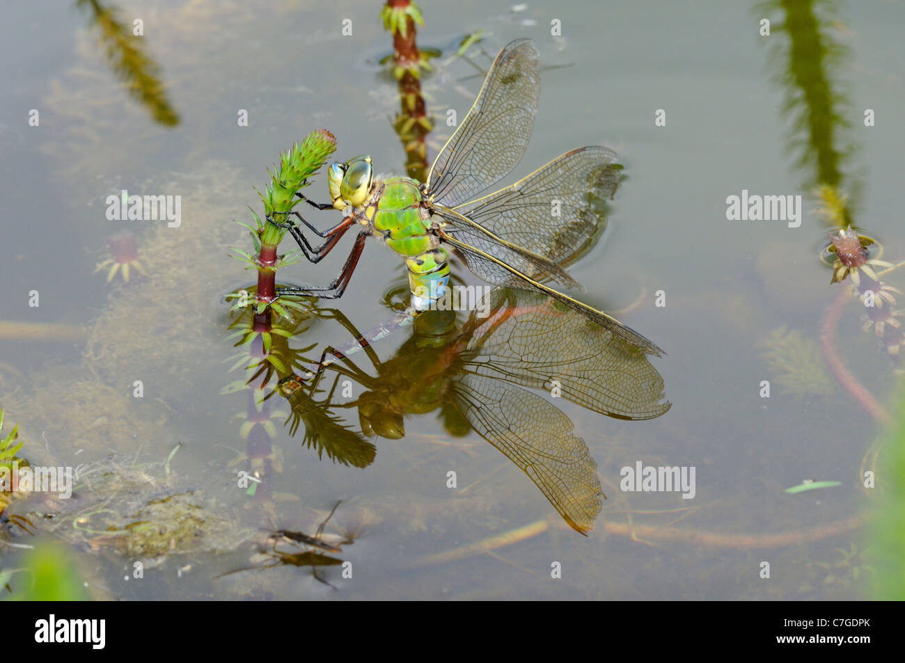 Libellule Anax imperator (Empereur) femelle en ponte dans la végétation aquatique, Oxfordshire ...