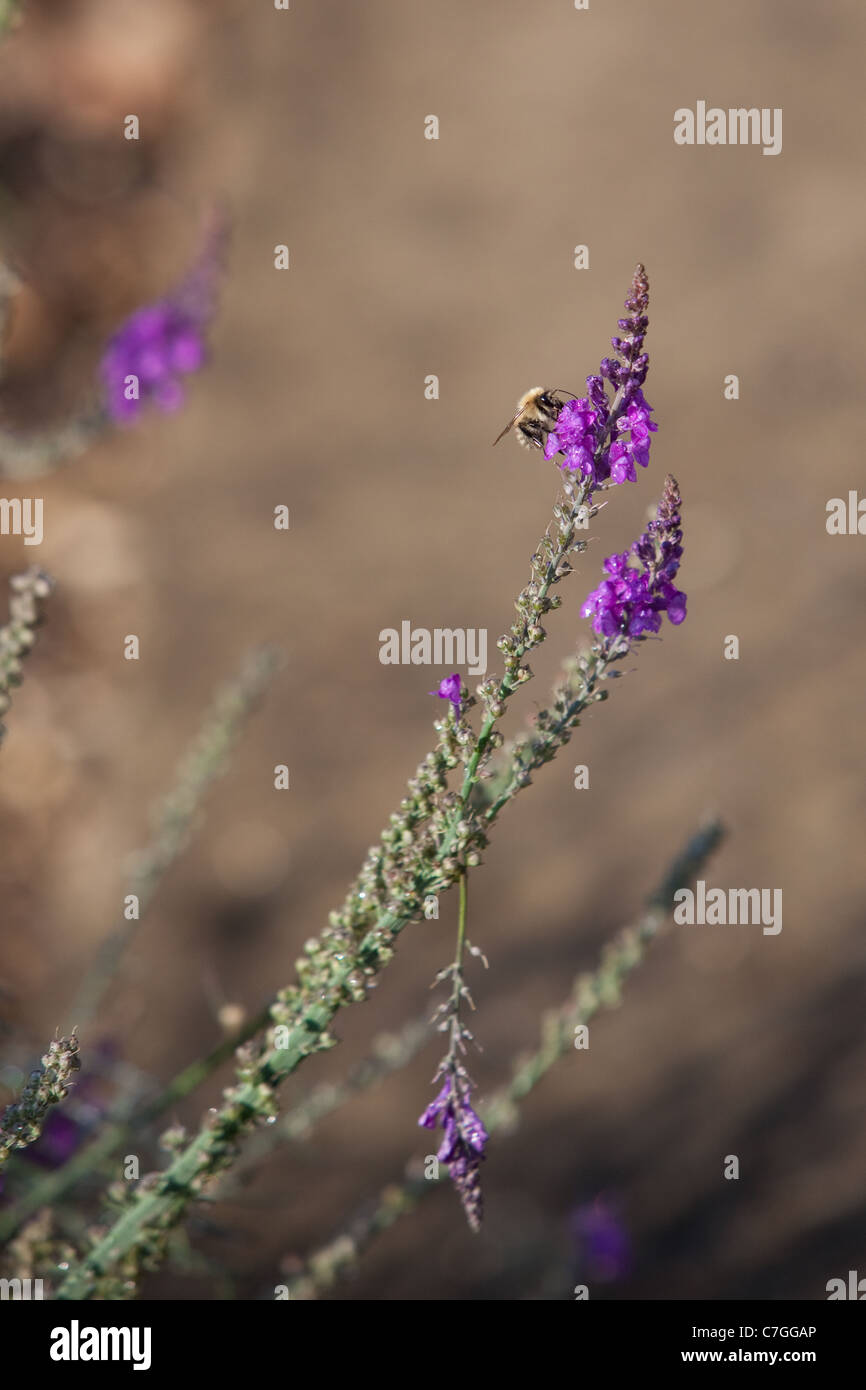 Russian sage perovskia atriplicifolia Banque de photographies et d ...