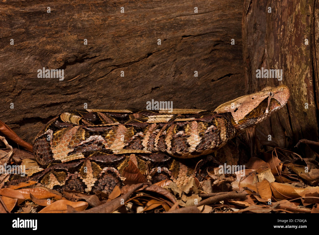 Bitis Gabonica Gabonica Banque d'image et photos - Alamy