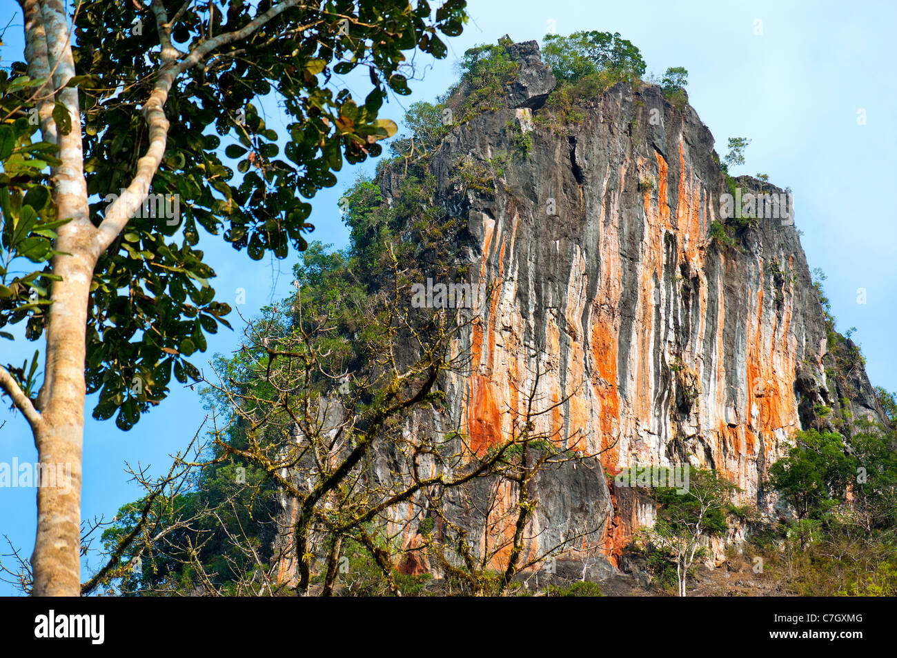 Forêt vierge jungle Thailande Phuket pluie forêt zone Groenland vert ...