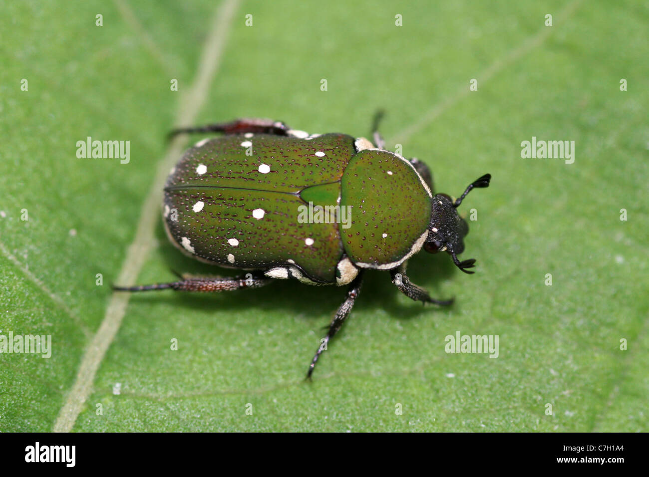Green Scarab Beetle Banque d'image et photos - Alamy