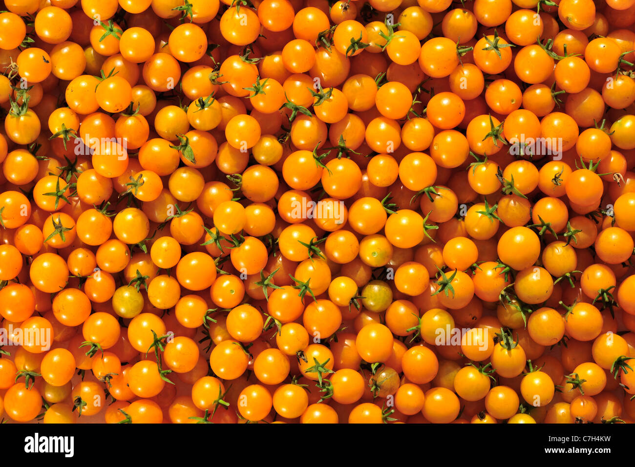 Tomate jaune tomate jaune Banque de photographies et d’images à haute ...