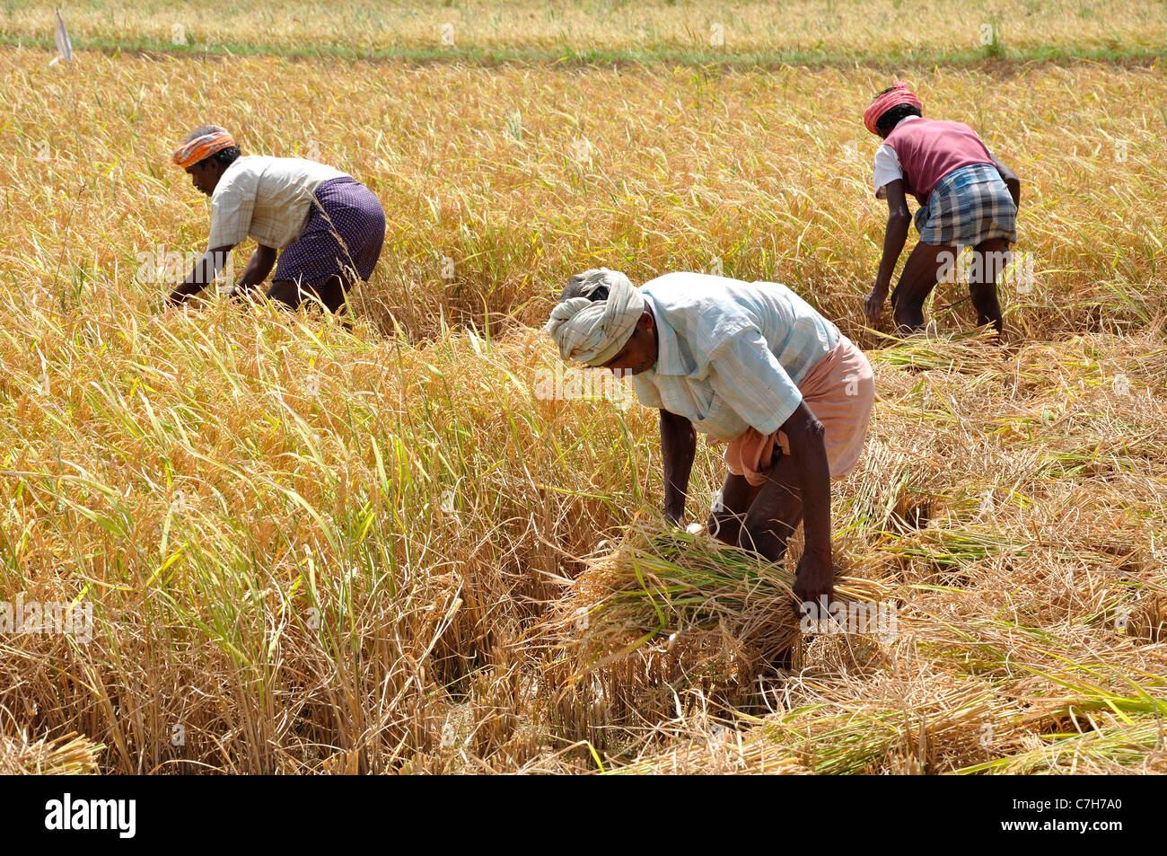 Les moissonneurs Banque de photographies et d’images à haute résolution ...
