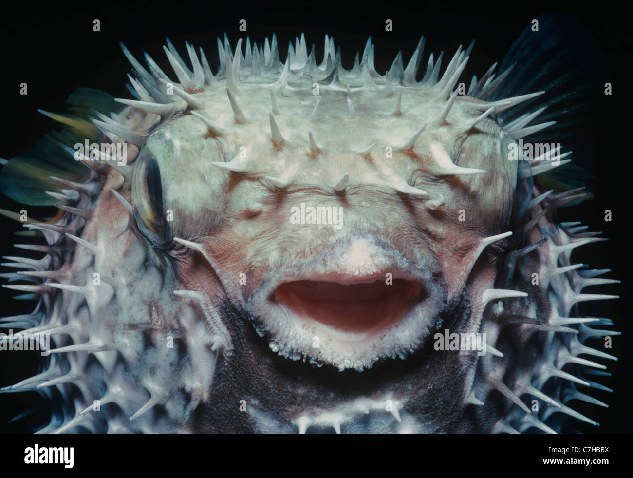 Diodon liturosus (poisson-globe blotched) gonflé à l'eau la nuit comme ...