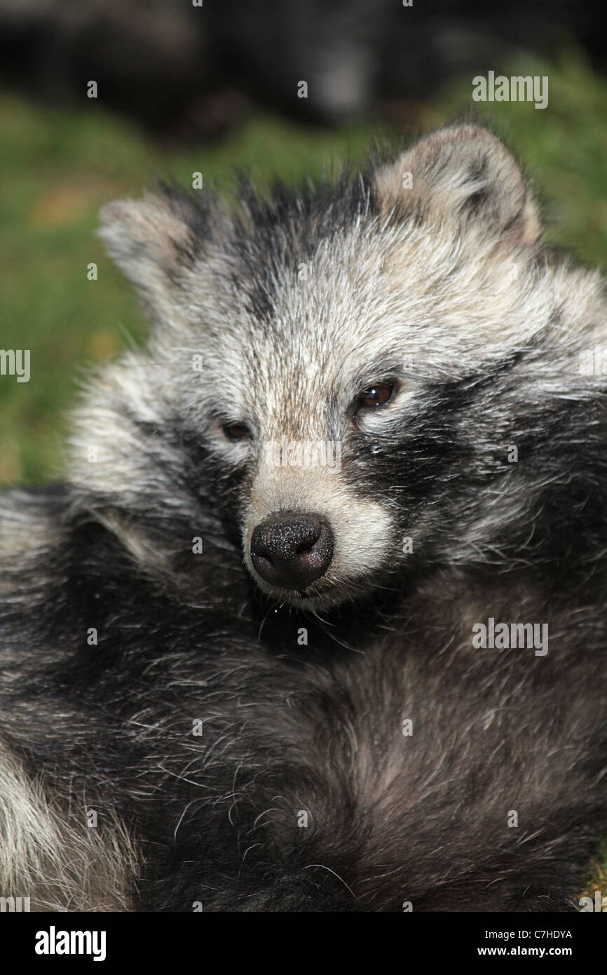 Chien viverrin nyctereutes procyonoides Banque de photographies et d ...