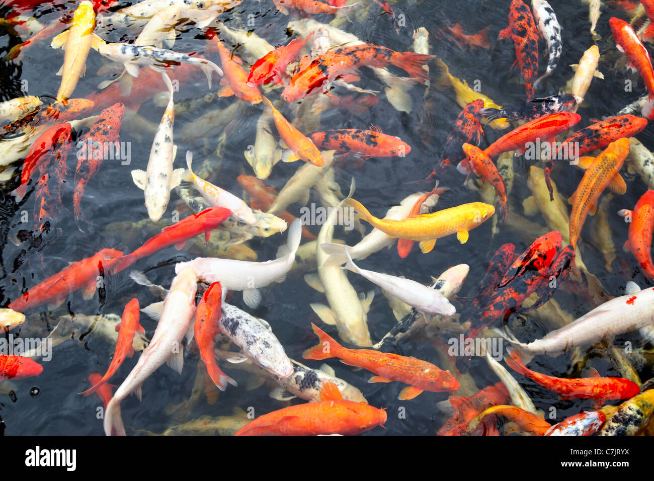 Bassin À Poissons Japonais Banque d'image et photos - Alamy